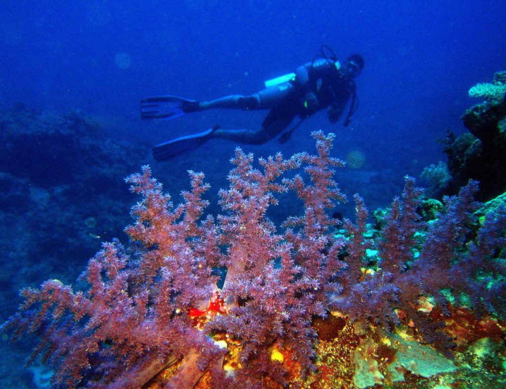 Kadavu Island: Explore the Pacific Marine Reserve of Fiji - India Imagine
